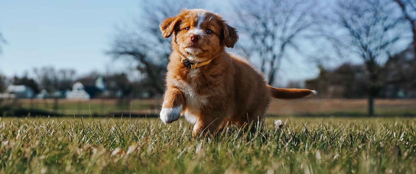 When Your Puppy has Diarrhoea but Remains Playful: Causes and Solutions